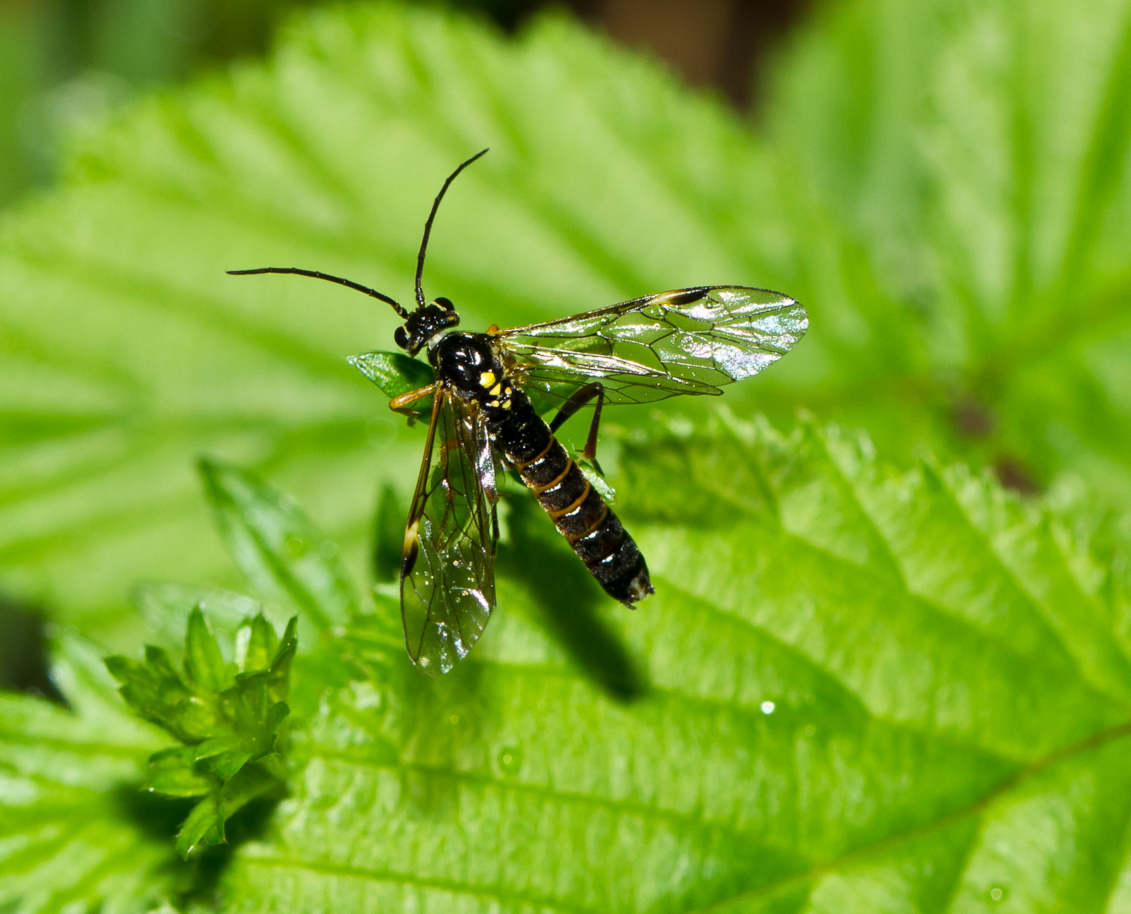 Focus On Wildlife: Sawflies