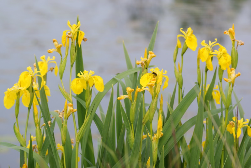 Wilde Planten: Lissen