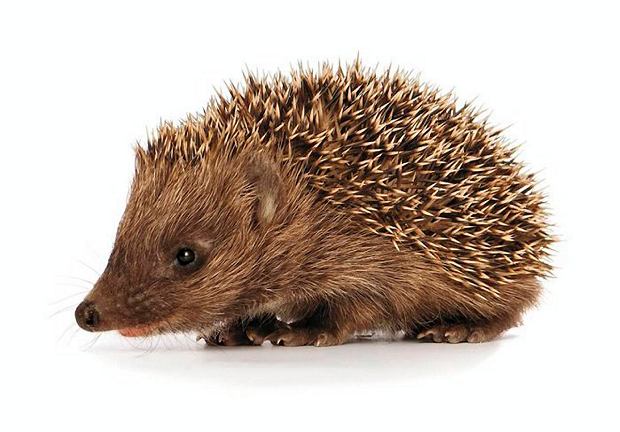 Pazimo na ježe, da ne izumrejo