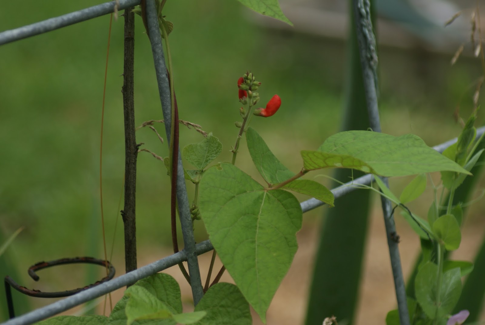 IT'S GREEN DAY @ my garden journal: Black Coat Scarlet Runner Bean