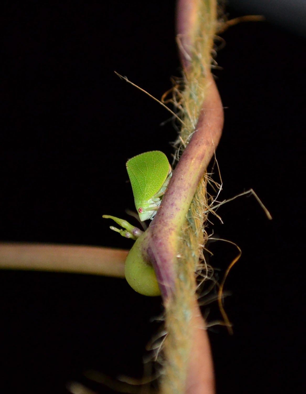 Woods Walks and Wildlife: Creatures of the Night: A Peeper on my Porch ...