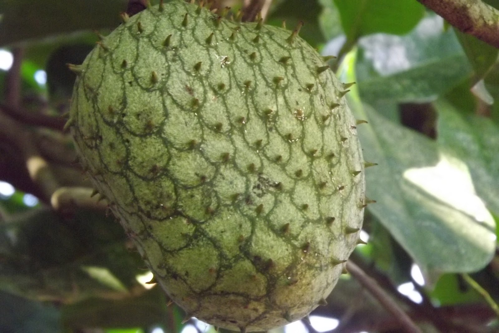 Graviola: A Folha Da Graviola