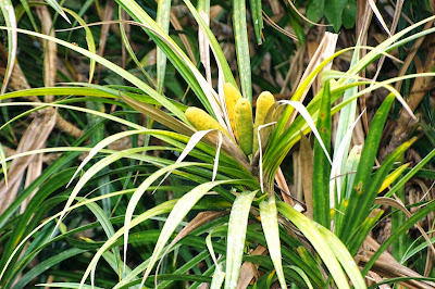 A Wandering Naturalist: Sarawak: A Borneo Highlands Nature Festival