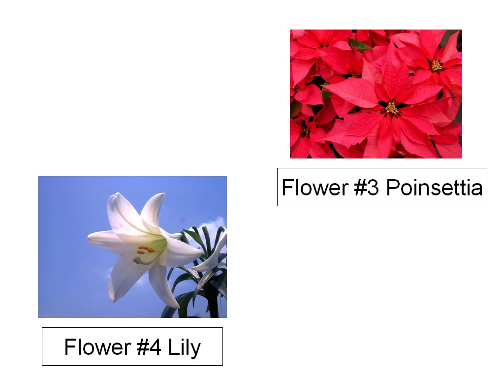 Wildflower Bouquets – Enjoy Simple Pleasures: Katrena's Indoor ...