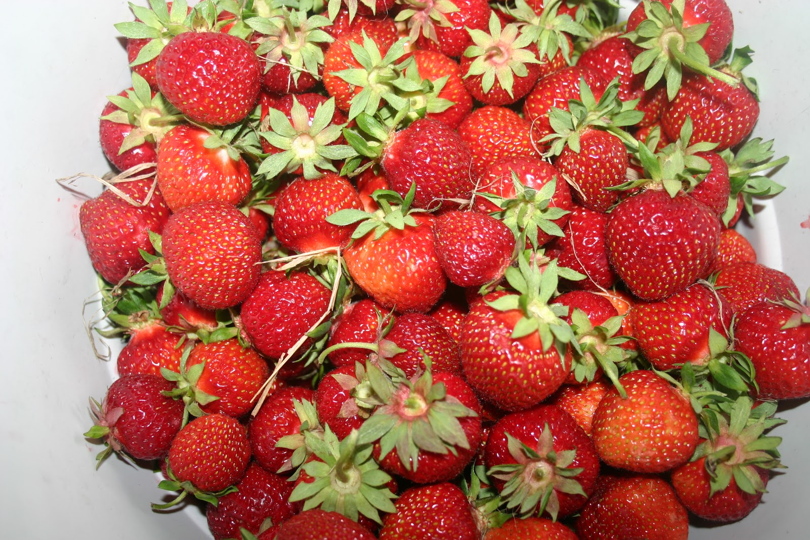 Louises Lækkerier: Pluk selv jordbær