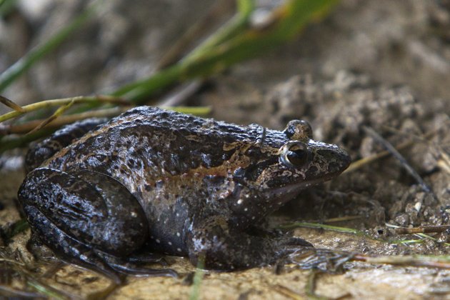 'Extinct' frog hops back into northern Israel | NagaNewsJournal