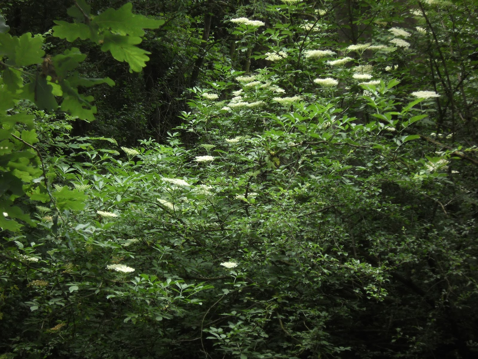 Heerlijke recepten van Jacqueline: Vlierbloesem-siroop