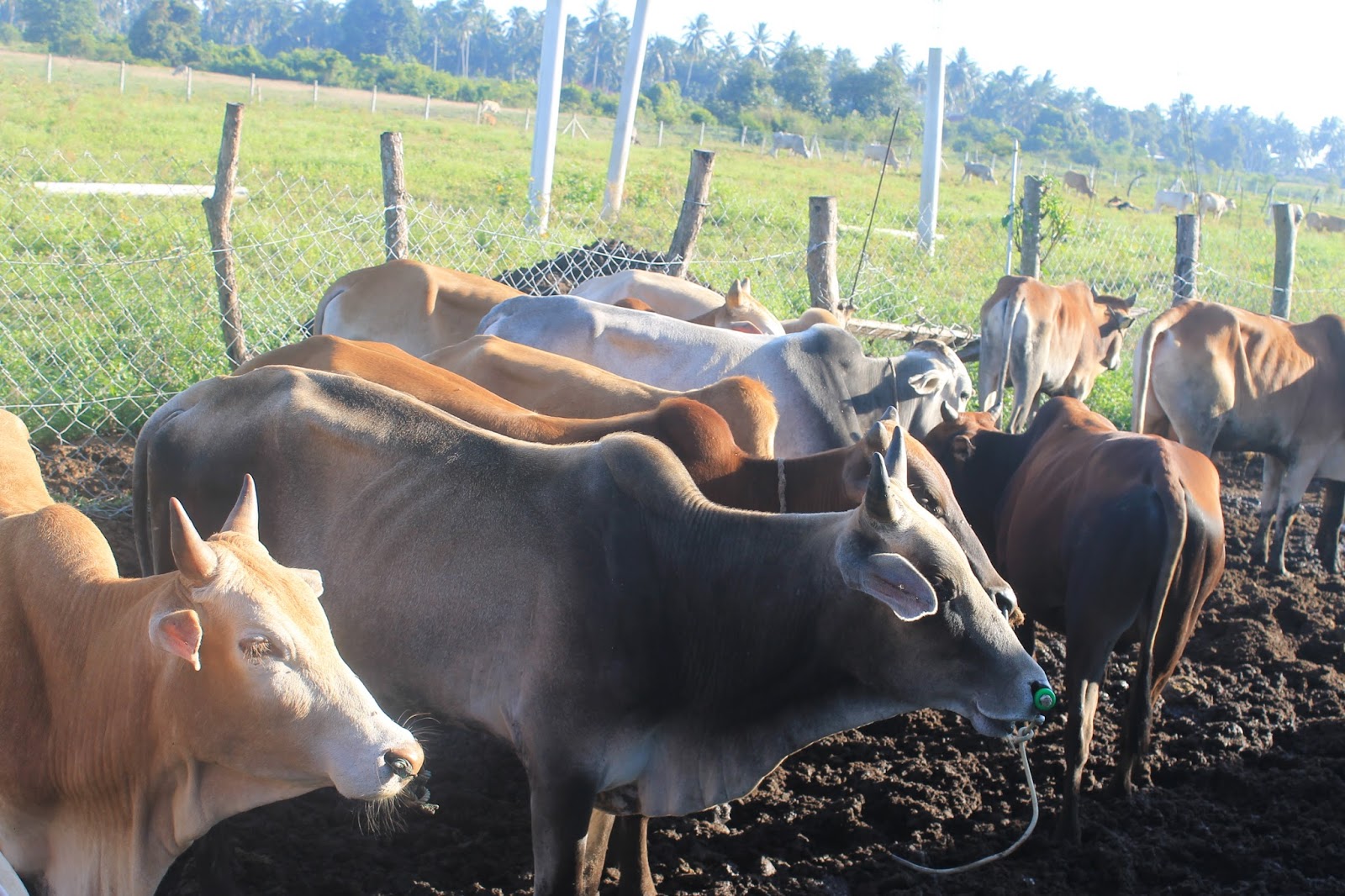 Ladang Ternak Lembu: Lembu Korban RM2700