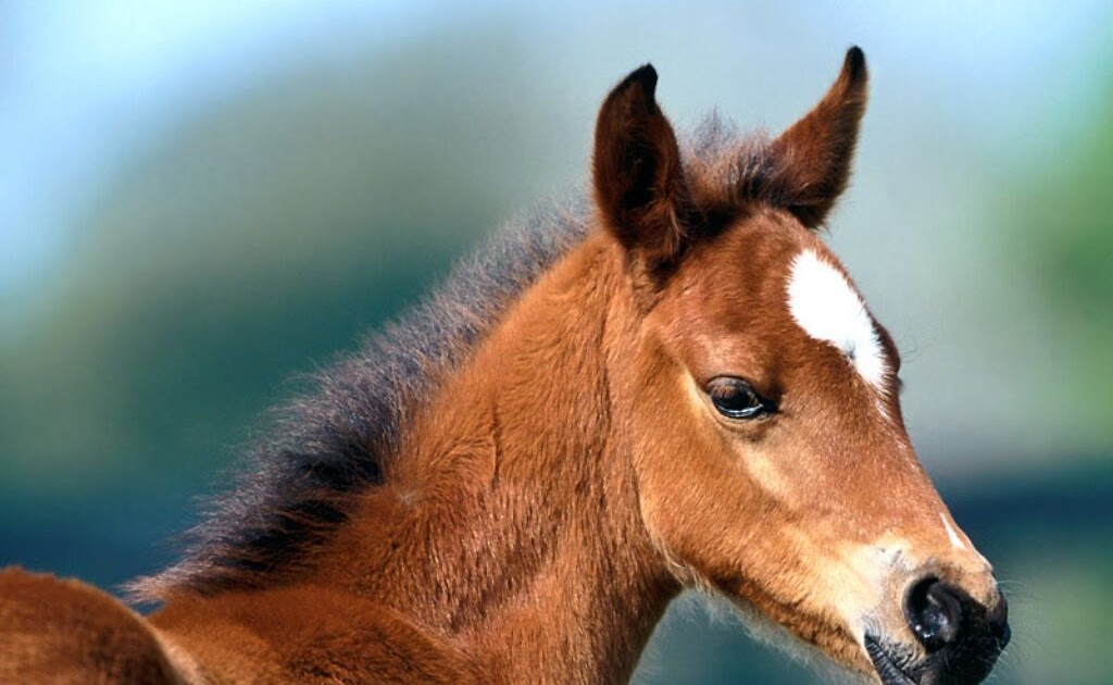 Los caballos: Los potros