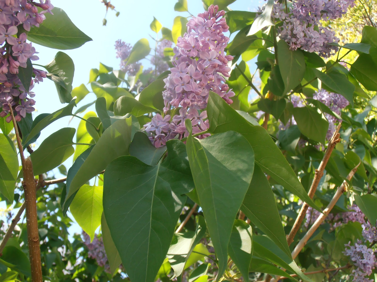 LILO: Syringa vulgaris | Plantas rioMoros