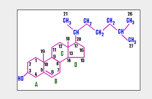 Relationship between Testosterone Hormone and Cholesterol