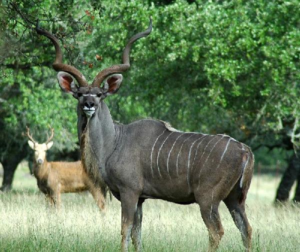 Encyclopaedia of Babies of Beautiful Wild Animals: Kudus of Africa