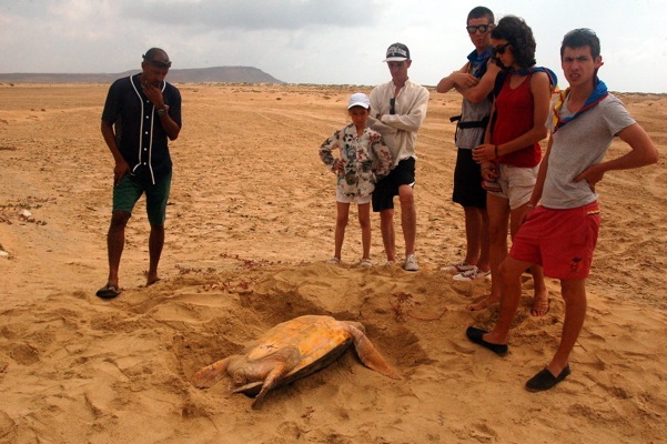 SOS Tartarugas/Turtle SOS Cabo Verde: Hunters vs Rangers in a battle ...