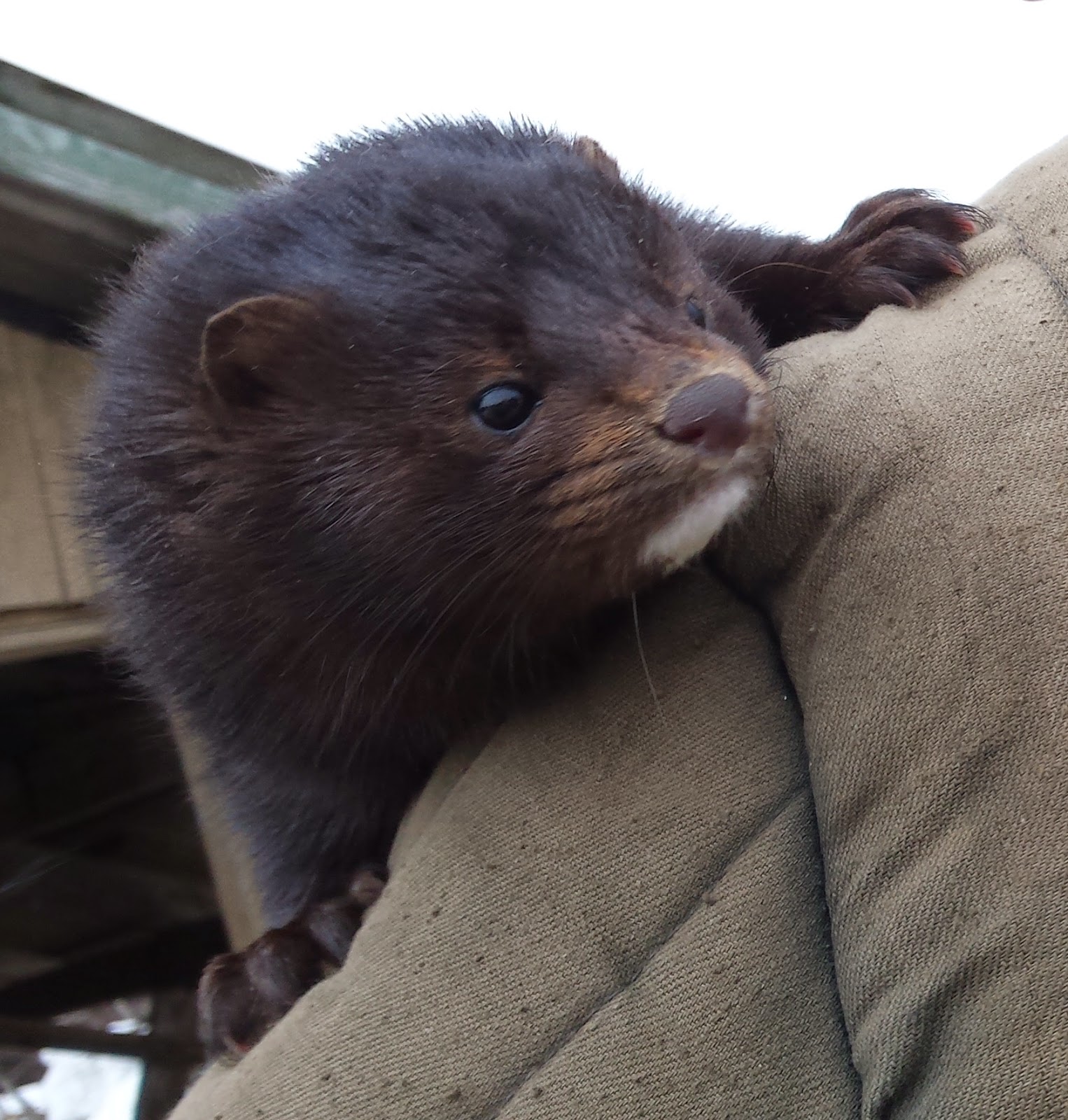 The Dog Zombie: A week of tame foxes