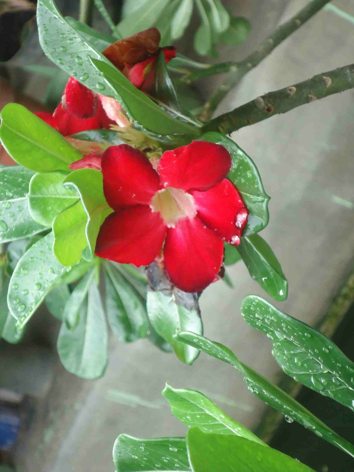 WALLPAPER BUNGA ADENIUM MERAH ROMANTIS - Rumah Daun Muda