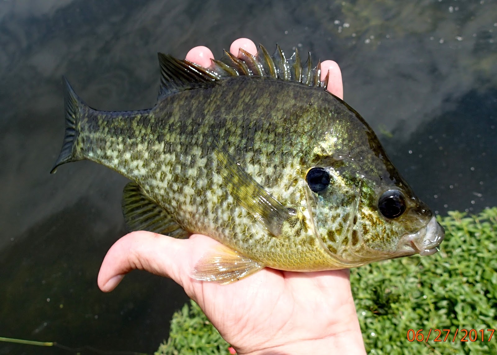 Bobcat Hollow Fly Fishing/Tying: Tying Tutorial: The "Nothin' Special ...