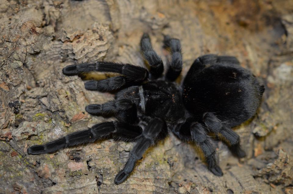 Jamie's Tarantulas: A. versicolor & G. pulchra update