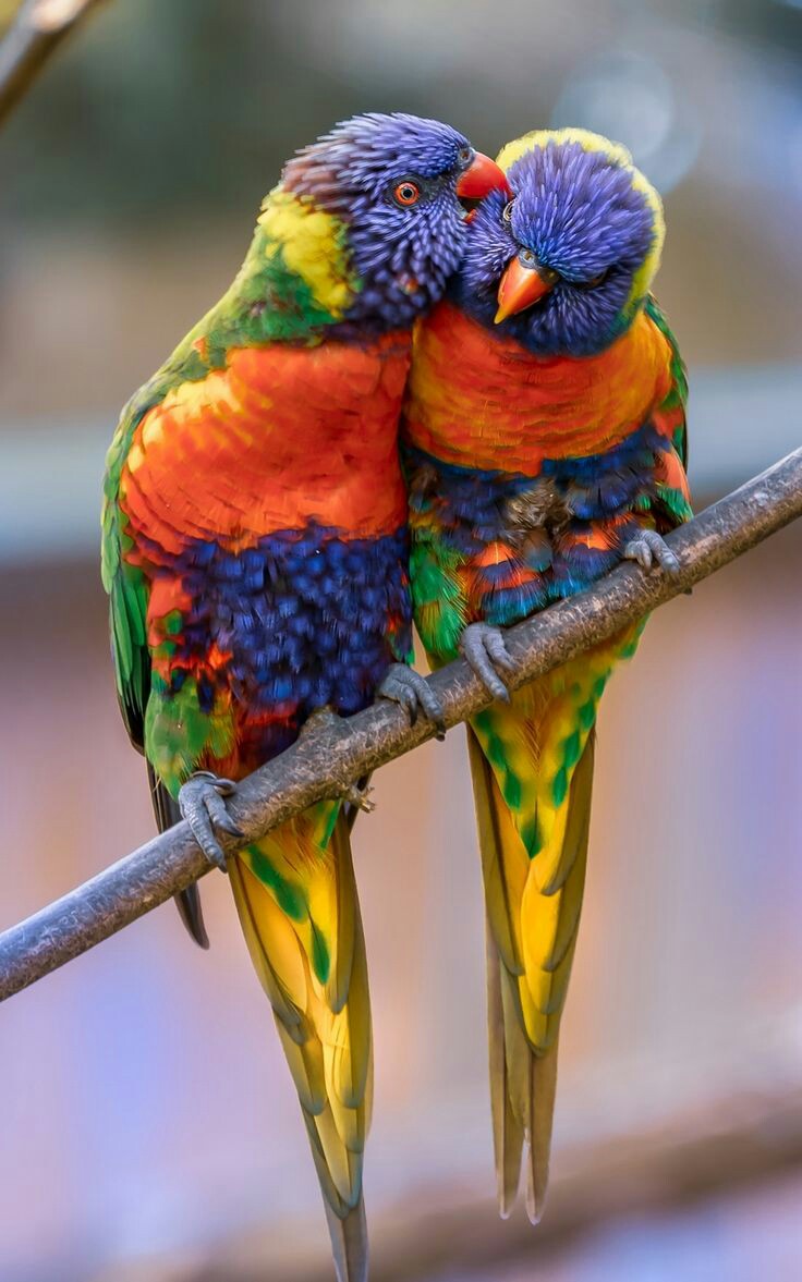 Colorful parrots