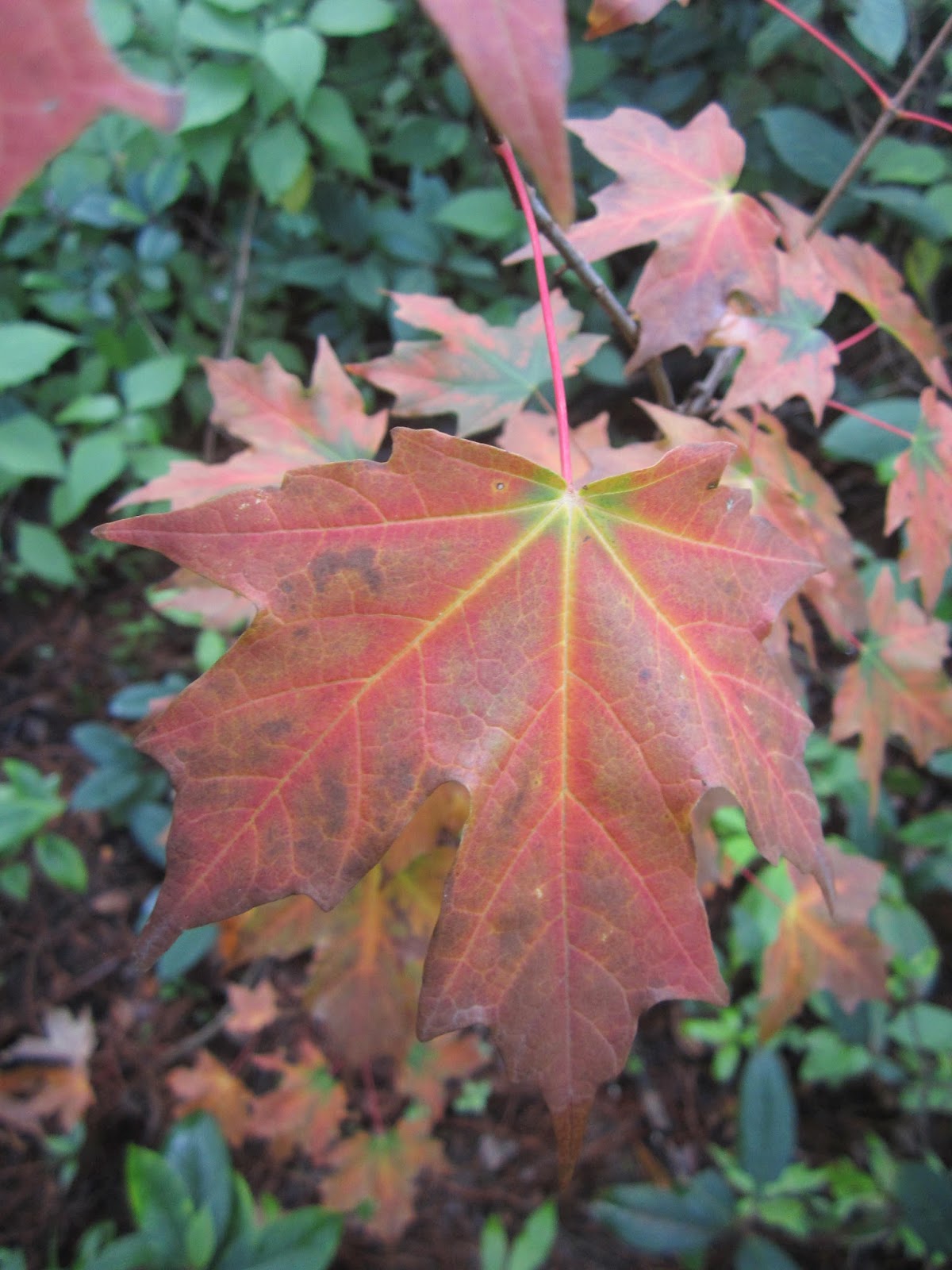 Los árboles: Maple (Arce) Canadiense