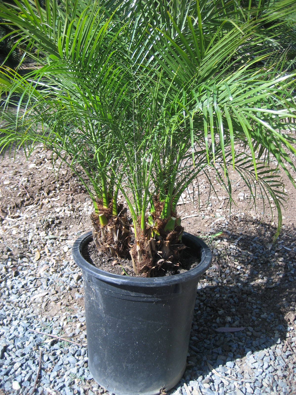 Pygmy Date Palm Pygmy Date Palm (L7542) At Lowes.com