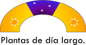 Fotomorfogénesis: fotoperíodo y fotoperiodicidad