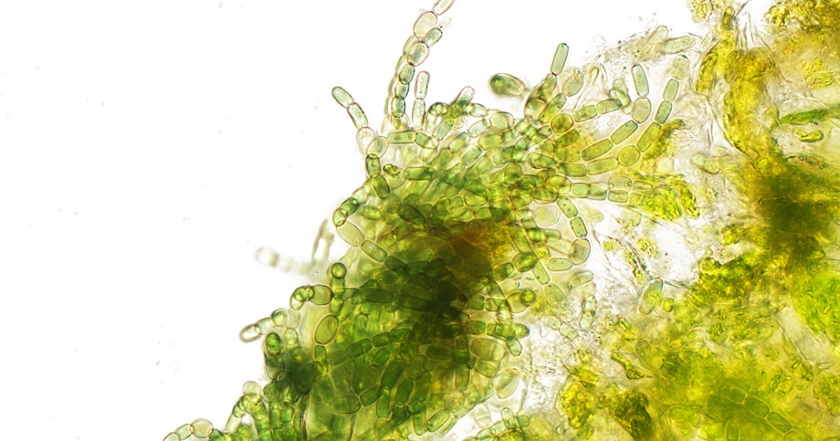 Themes of Parasitology: Anabaena azollae: Water Fern's Krantt