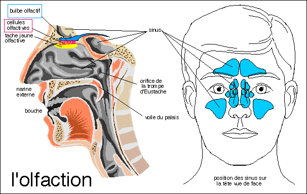 Comment le goût est-il influencé par l'odorat et la vue