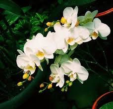 Membuat Kerajinan Bunga Anggrek Dari Kertas Kado - rekreartive