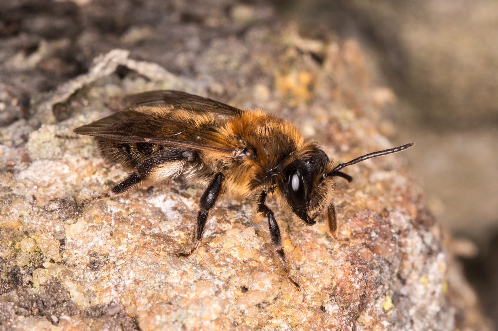 TrogTrogBlog: Andrena scotica
