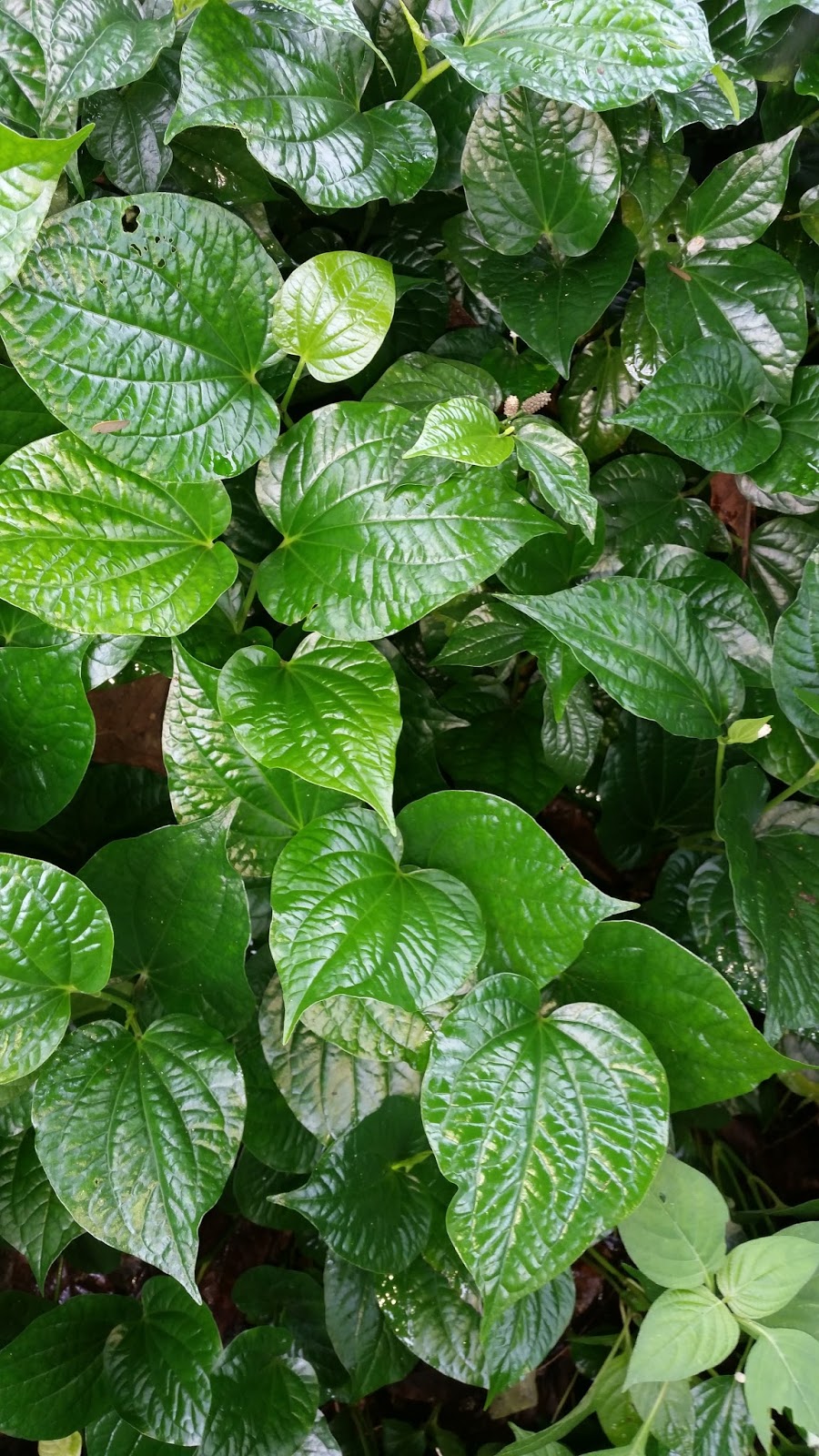 Warisan Petani: Pokok Kaduk.
