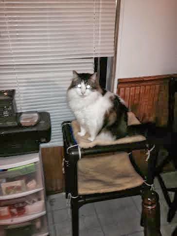 Kuranda Cat Tower Review | Stacey's Reviews