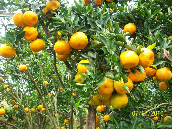 ILMU 212: Pemeliharaan Tanaman Jeruk Bebas CVPD