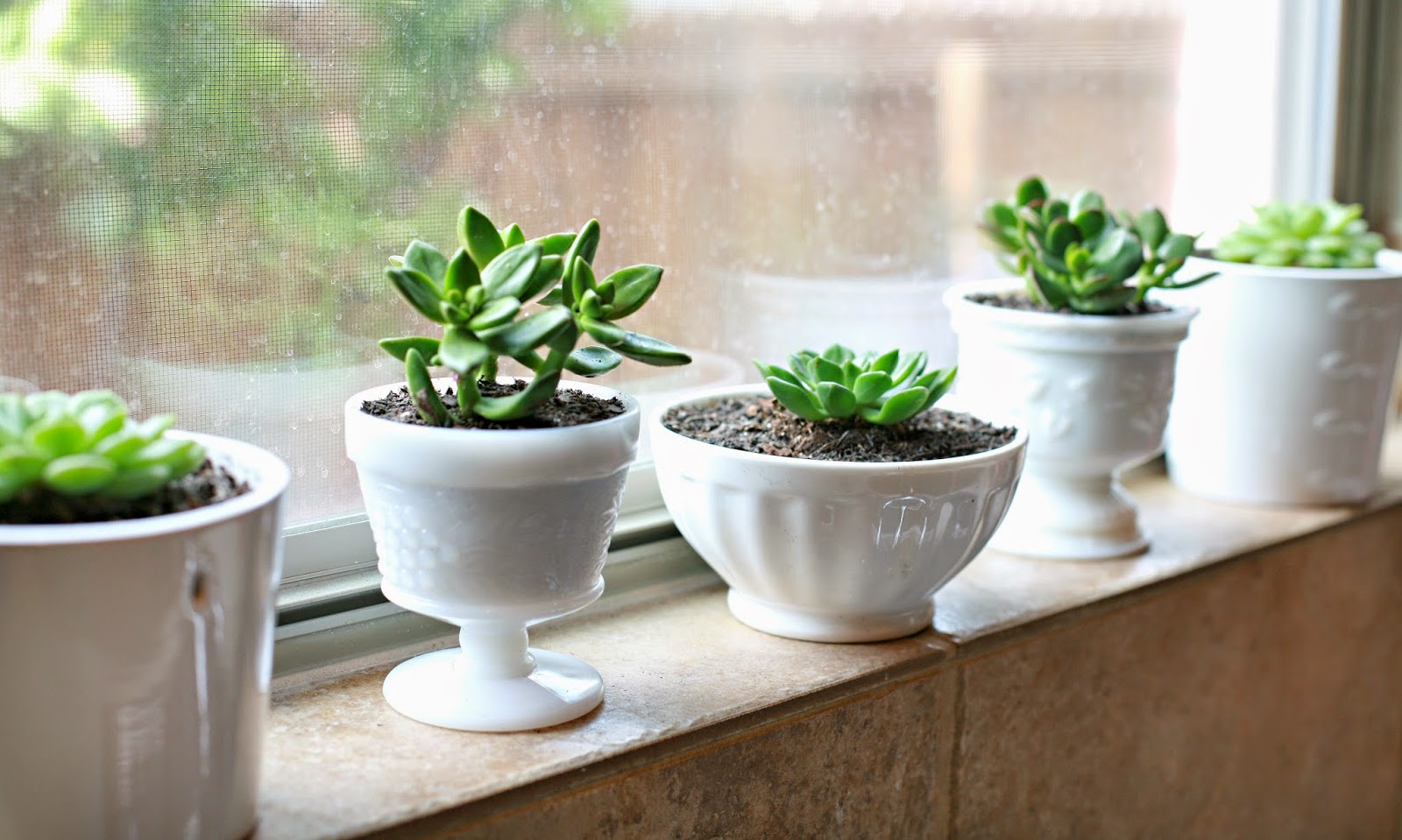 Mid Mod Inspirations: Kitchen Window Succulents