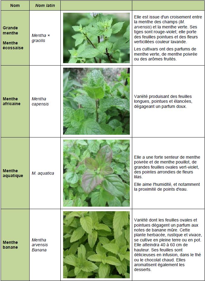Breuillet Nature: Tout savoir sur les Menthes