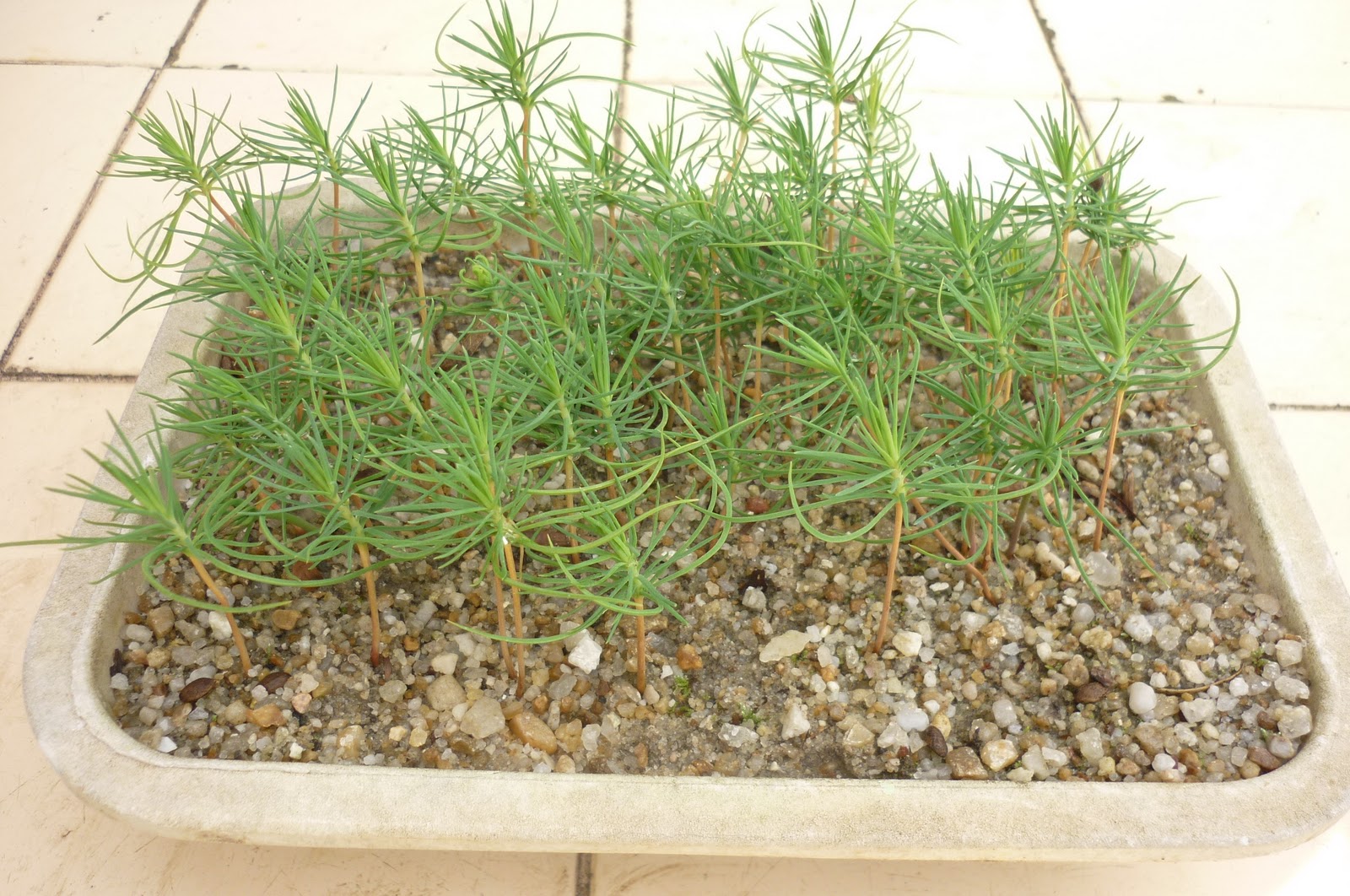 Bonsai: Bonsai Cultivo de Pinheiro Negro (Japanese Black Pine Development)