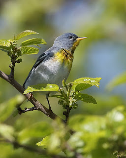 See What I See: Ocean City NJ wildlife -small birds