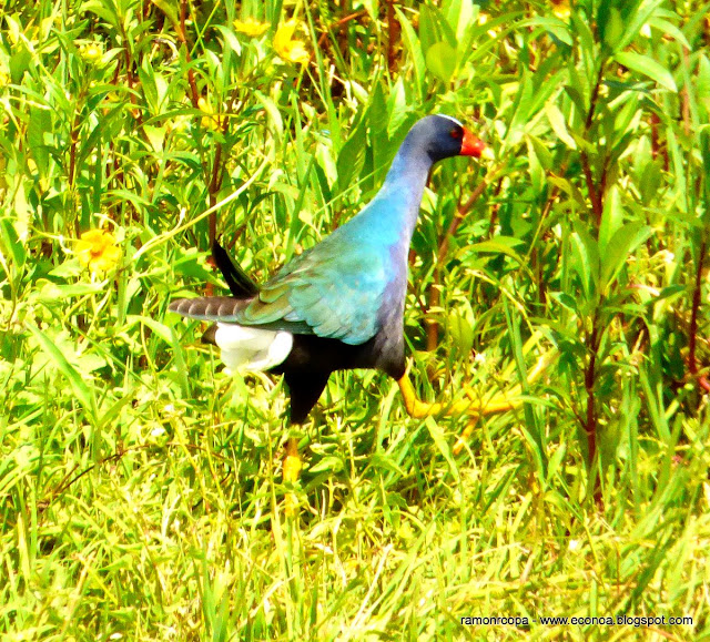 Aves del NOA y algo mas..: Pollona azul(Porphyrio martinicus)