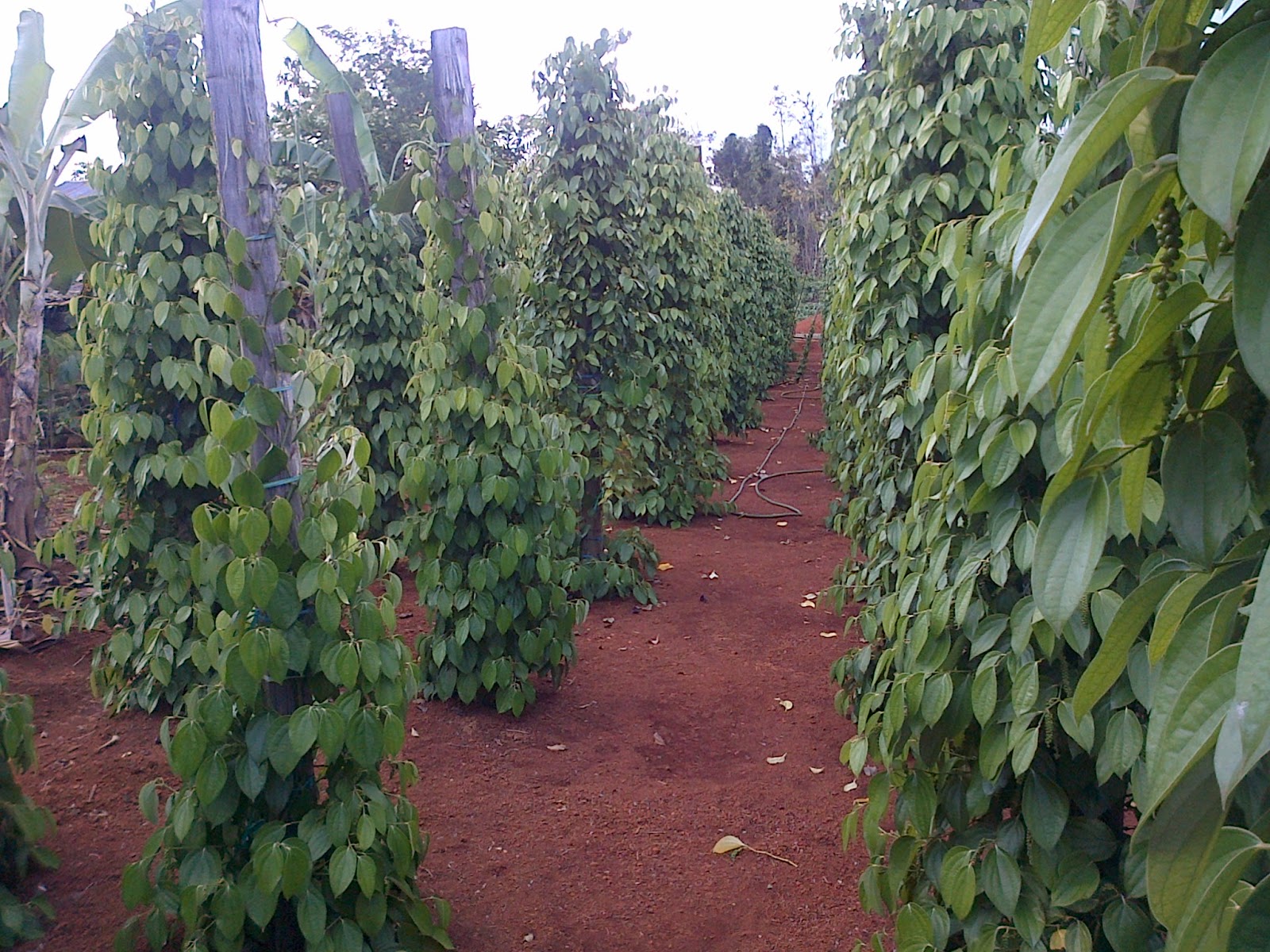 HAMKA ACHMAD: Budidaya Merica pada Daerah Transmigrasi (KTM) Mahalona