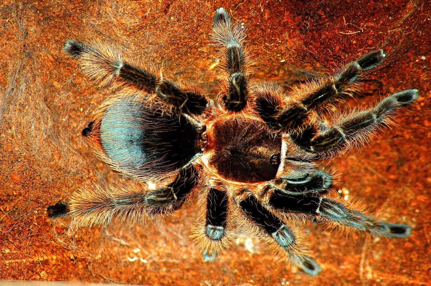 Red Knee Tarantula