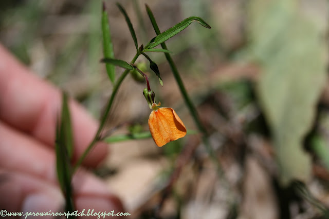 Spade Flower (Hybanthus stellarioides) 26/12/11