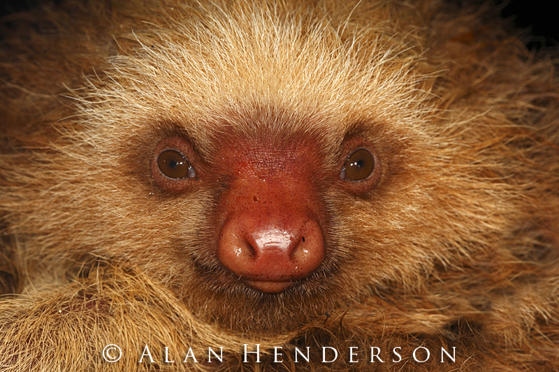 Minibeast Wildlife - Rainforest Encounters: Faces of Costa Rica