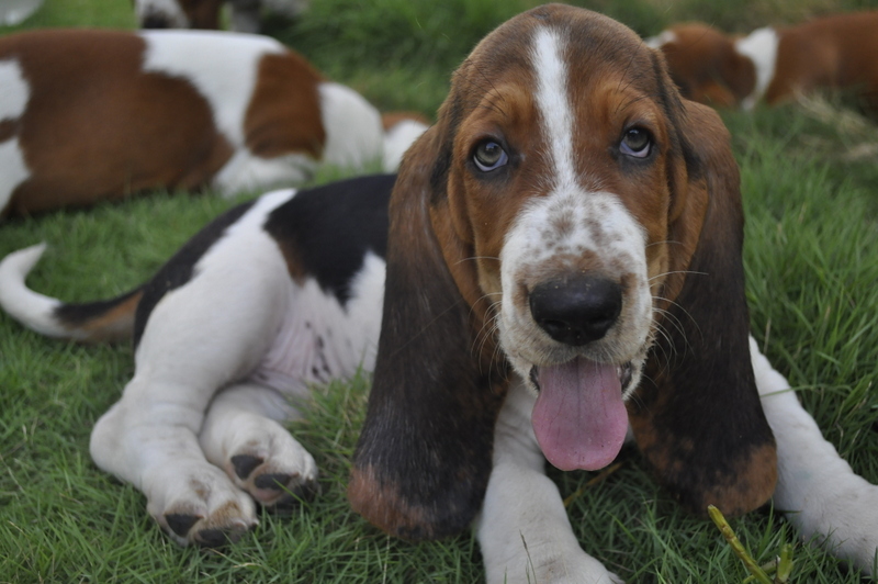 Perros orejones basset hound - Imagui
