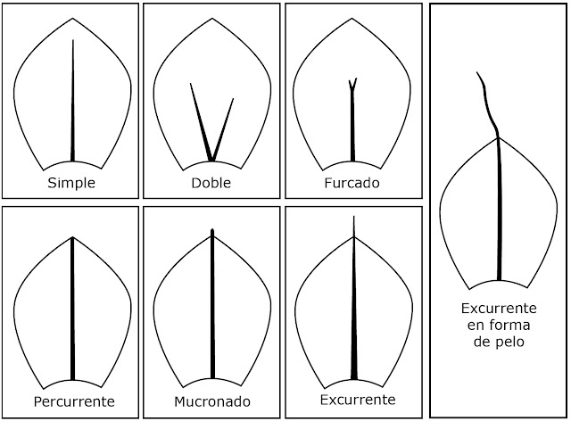 Proyecto Musgo: Glosario