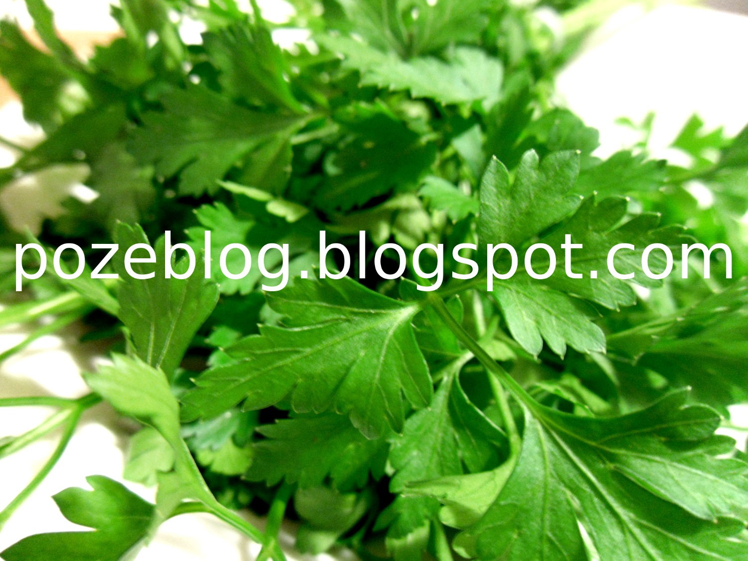 Poze pentru blog. Retete cu imagini