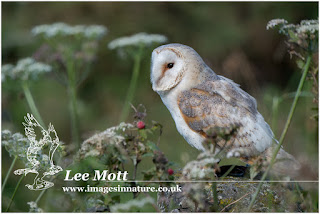 Lee Mott Photography