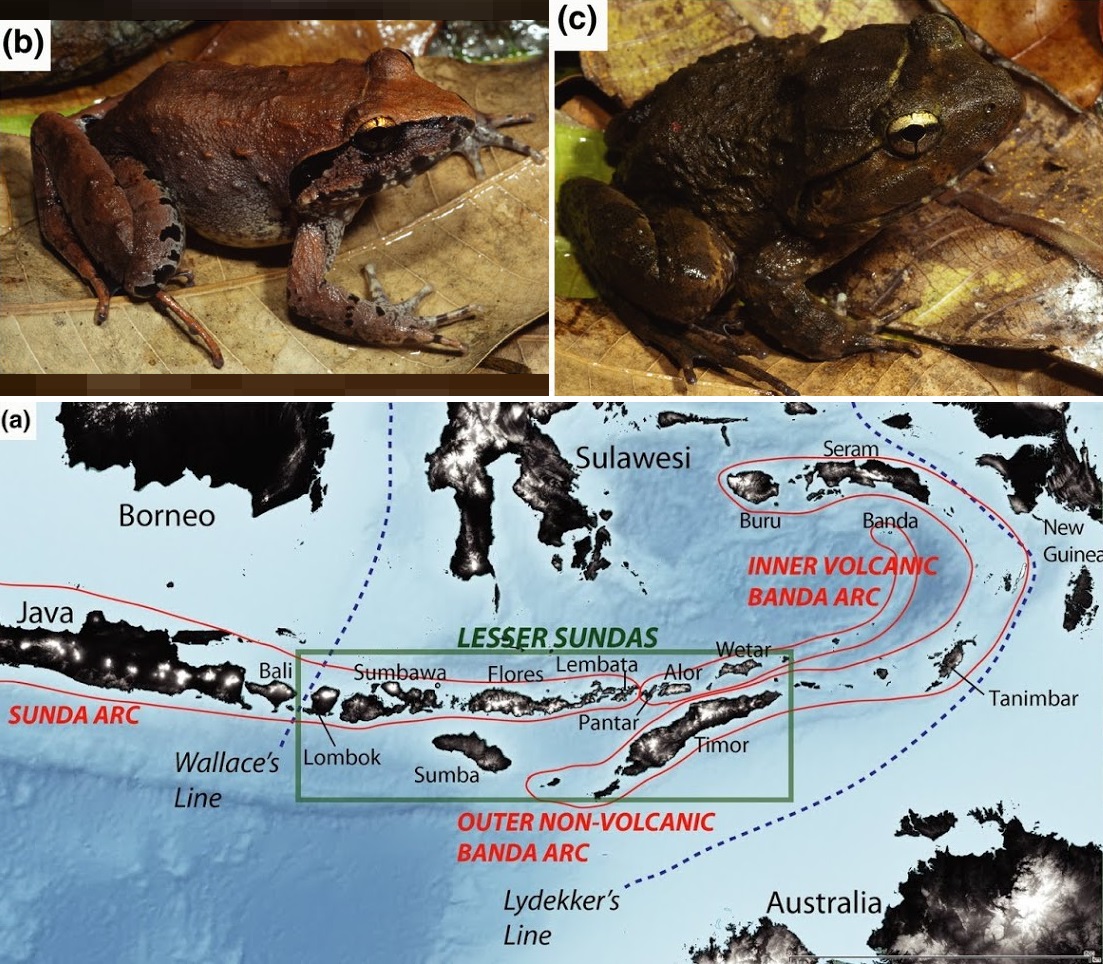Species New to Science: [Herpetology • 2019] Leap-frog Dispersal and Mitochondrial Introgression ...