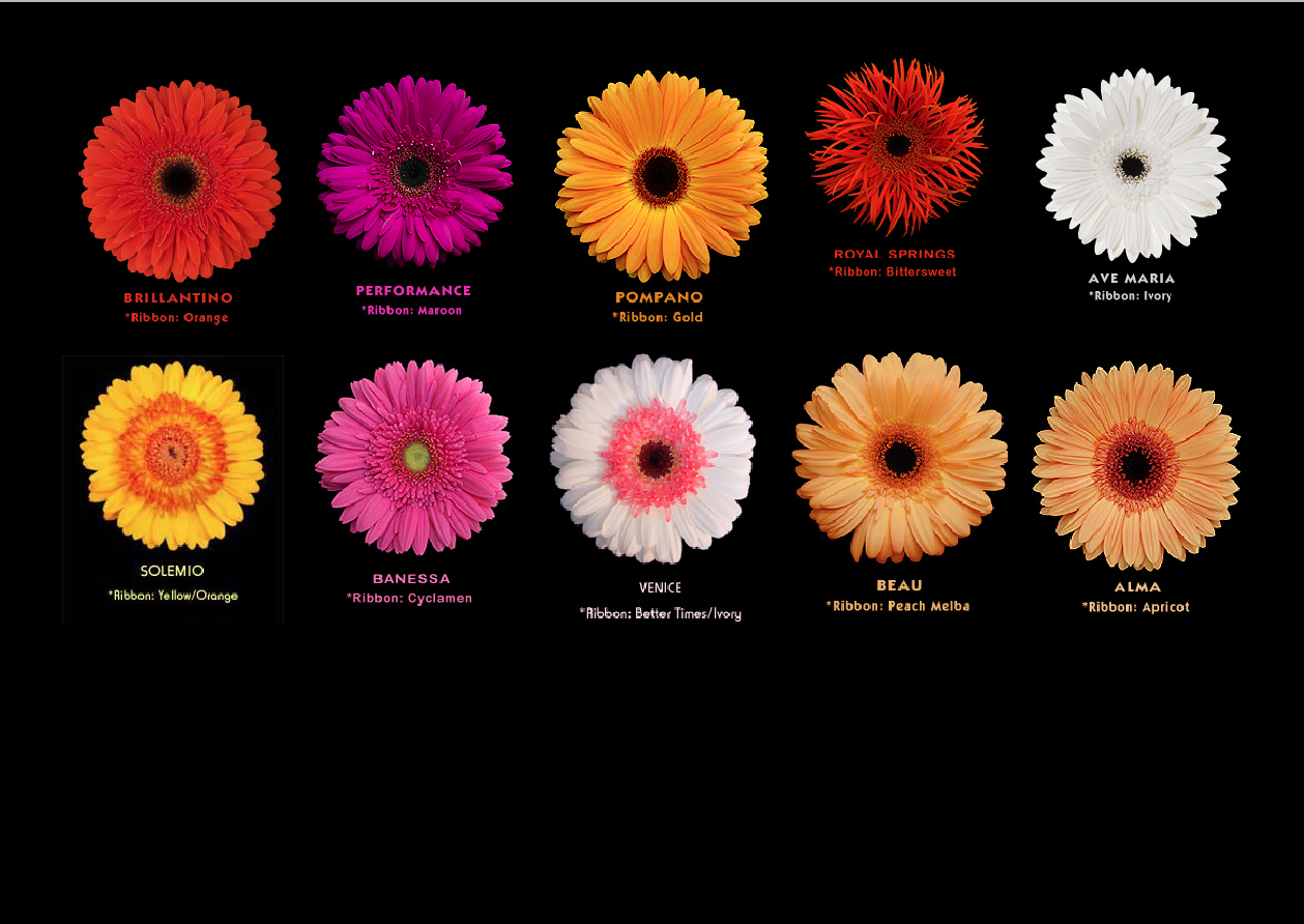 EmmaCooper DesignContextBlog: Gerbera colours