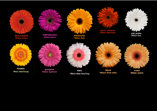 EmmaCooper DesignContextBlog: Gerbera colours