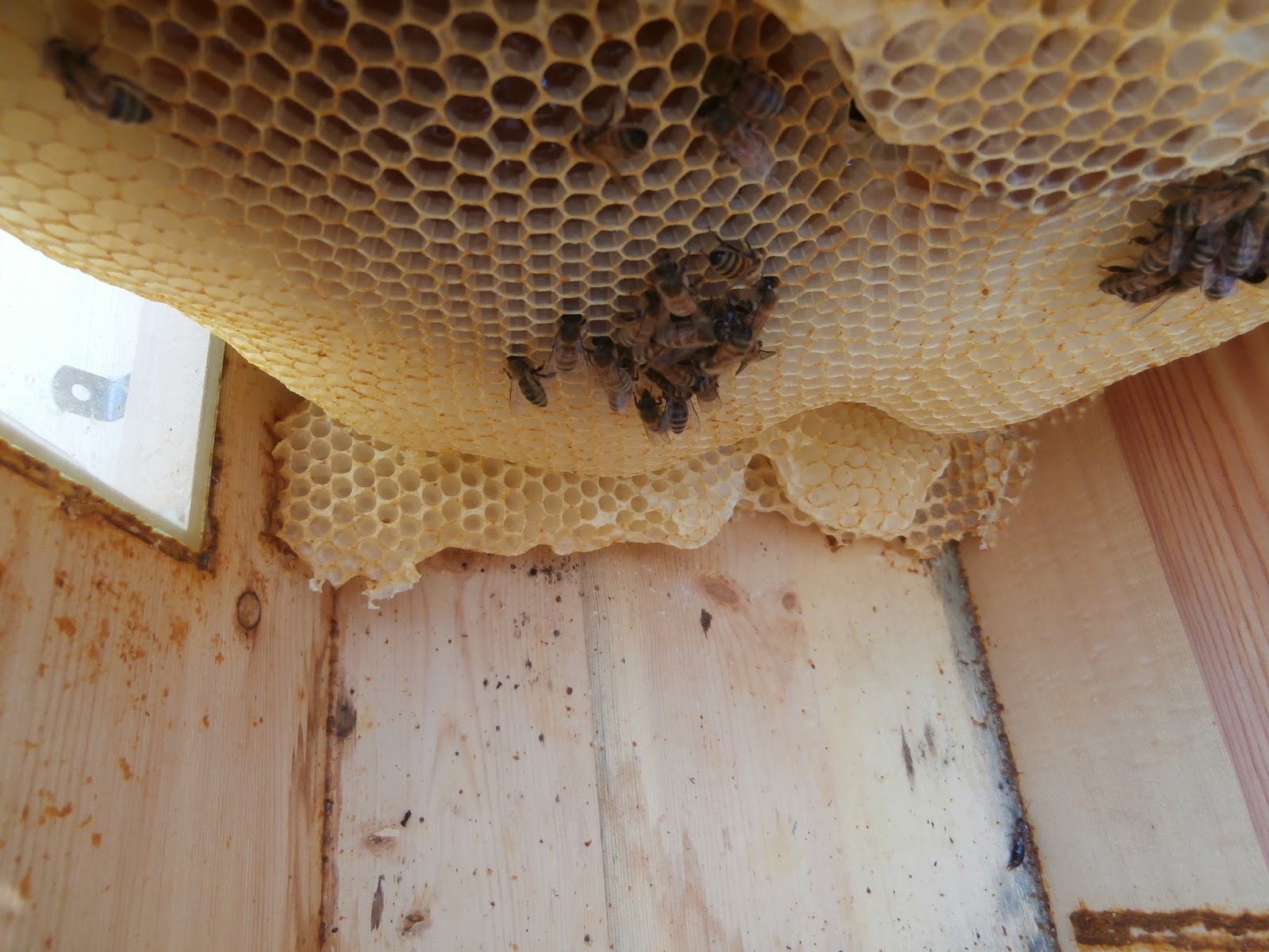 My Bee Journey: Success with Olea's hive cross-combing