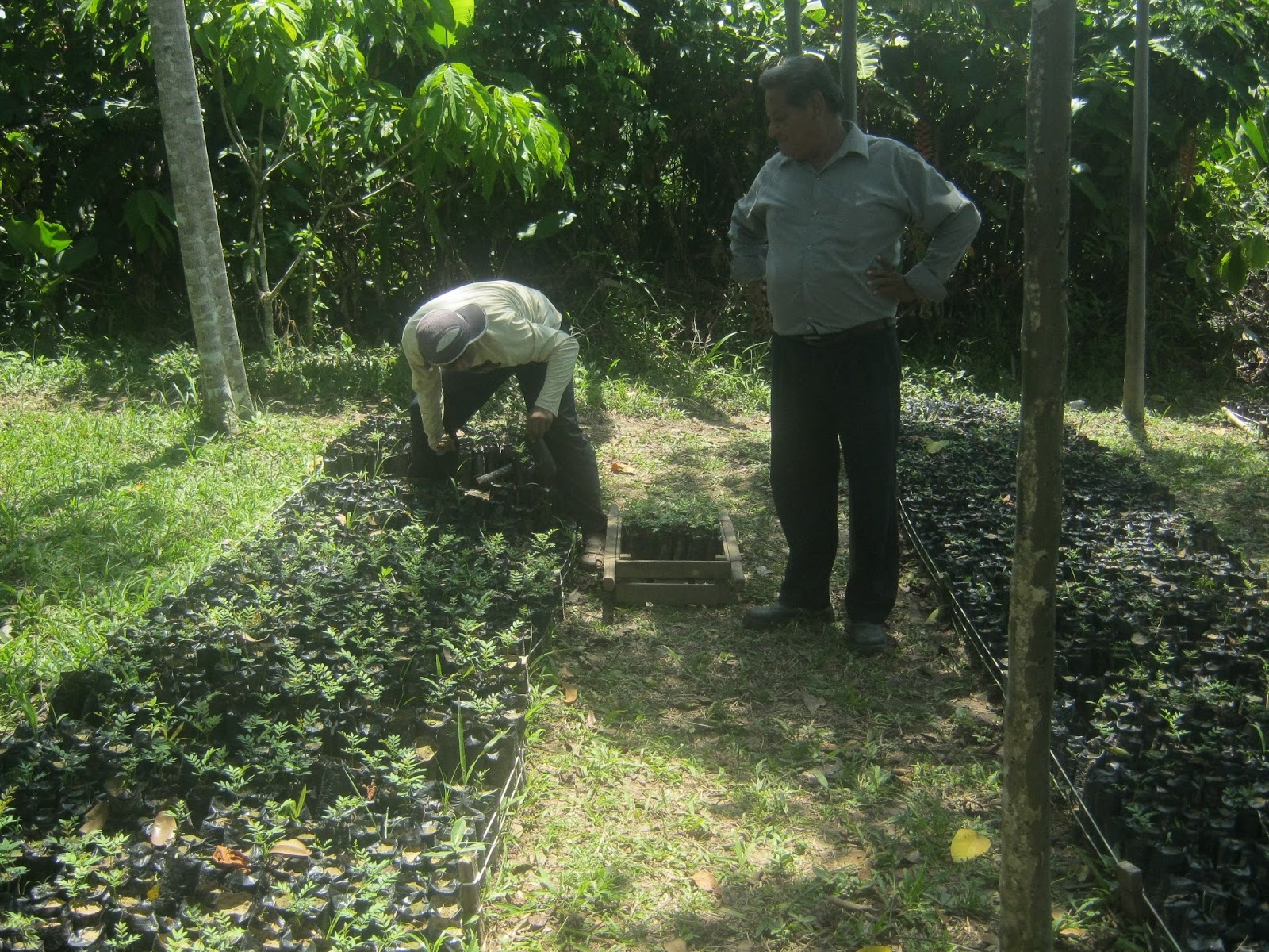 Importancia de la reforestación: BIENVENIDOS A CEPIAGRY